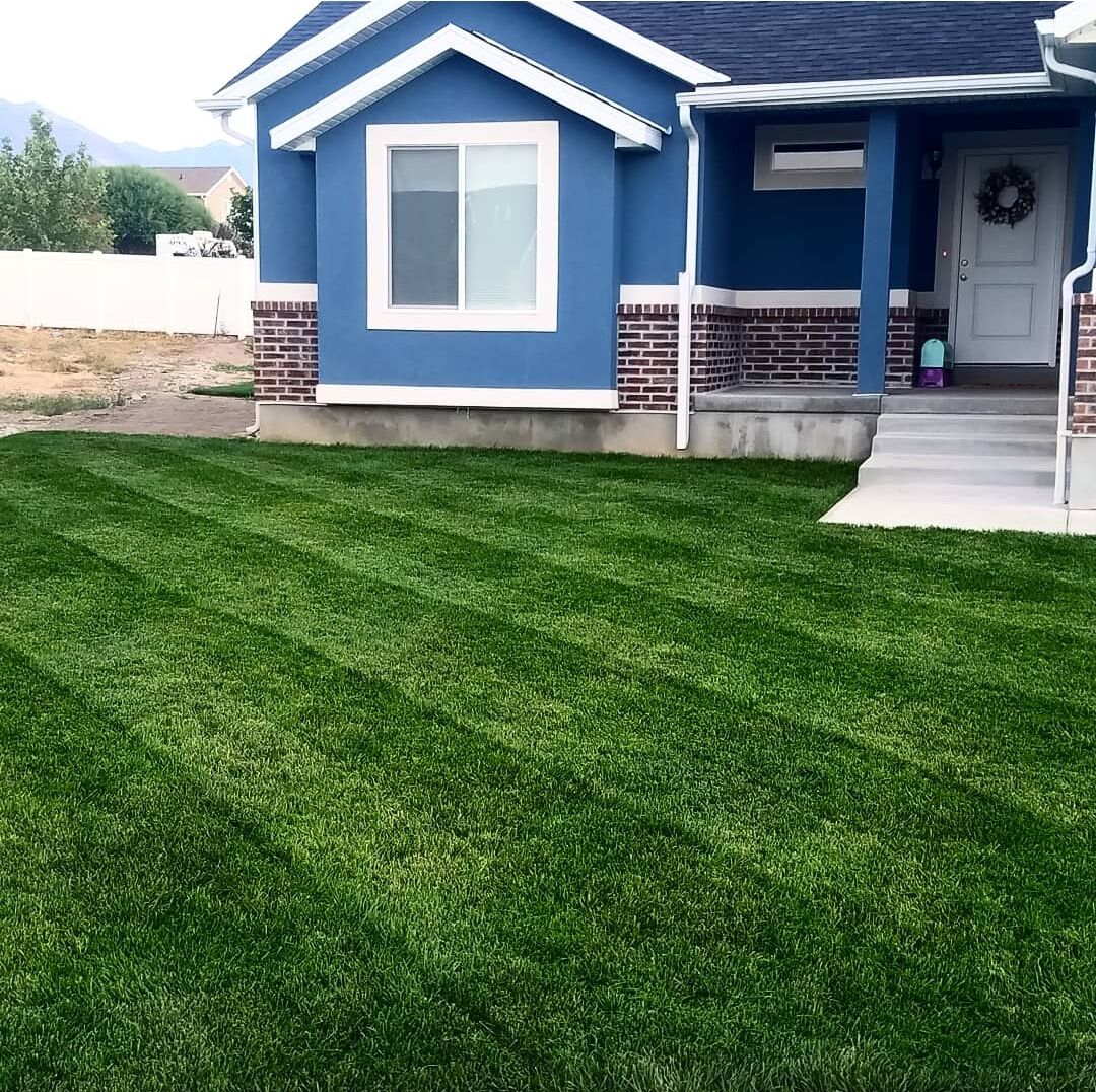 Our simple solution for bringing lawns back! - Tech Terra Environmental